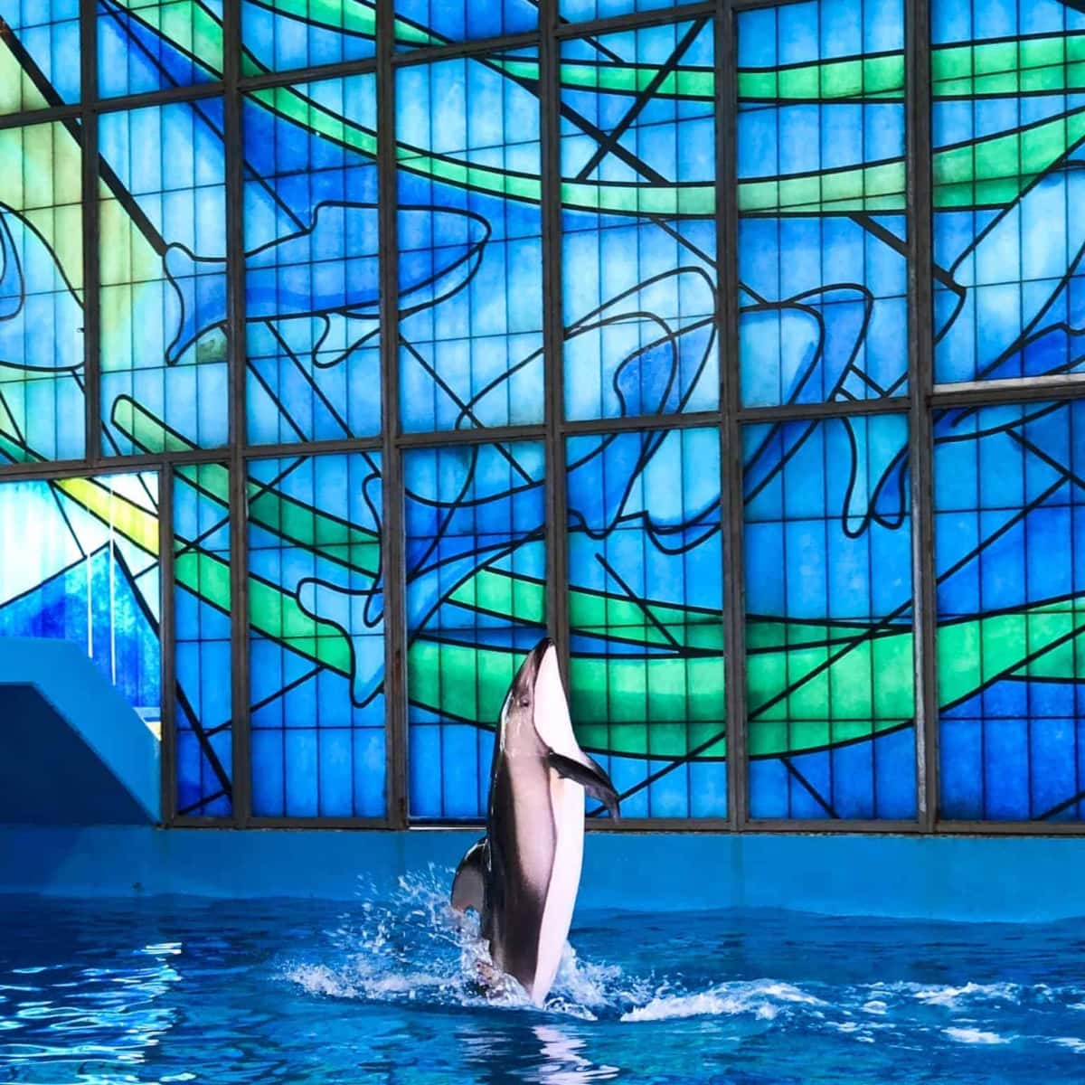 A Day of Fun at SeaWorld San Antonio - One Happy Housewife